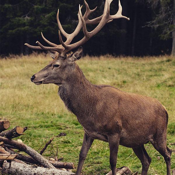 How To Butcher a Deer – Ready Store