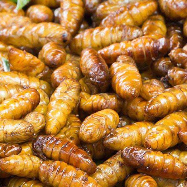 The Incredible Edible Bug – Ready Store