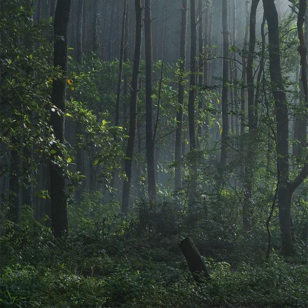 What's Edible in the Wild? – Ready Store